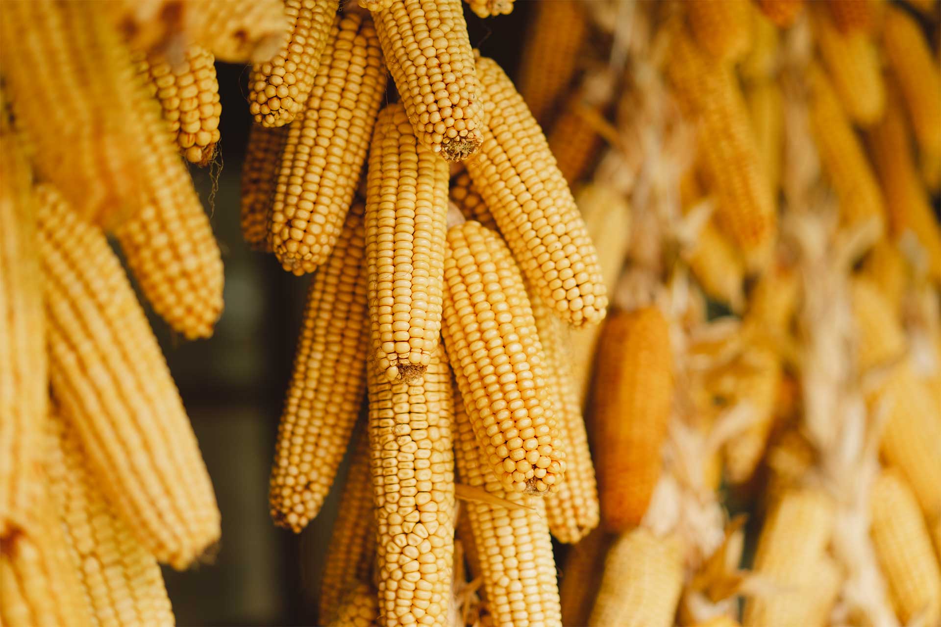 AlphaSeeds - For a sustainable African agribusiness industry